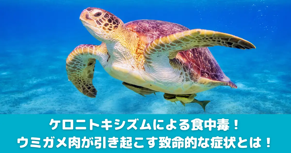 【解説】ケロニトキシズムによる食中毒！ウミガメ肉が引き起こす致命的な症状とは！ | はるかのエンタにっき